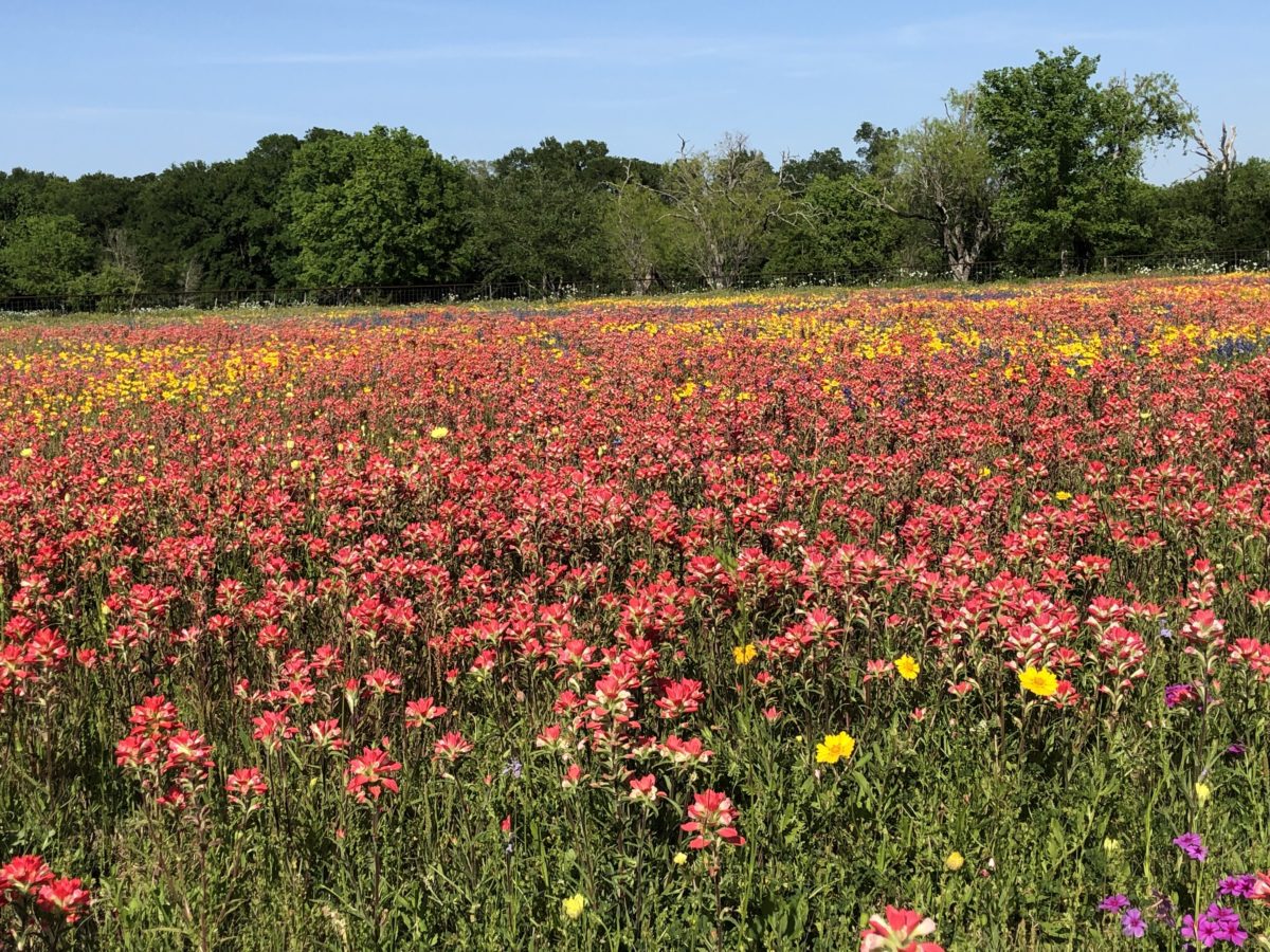 Explore Through Our Gallery - Countryside Memorial Park