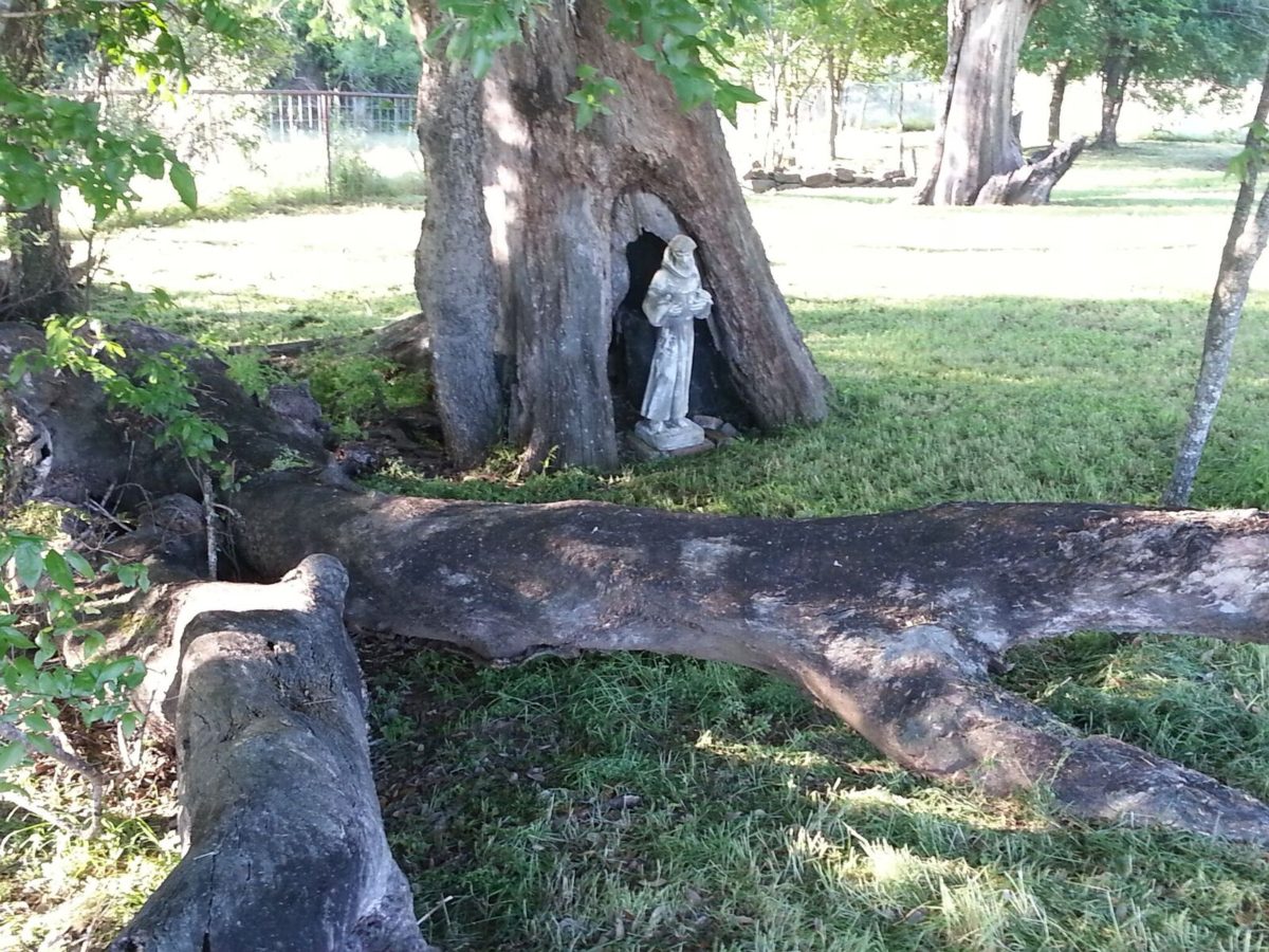 Eco-Friendly Burial Options – Green & Natural Choices