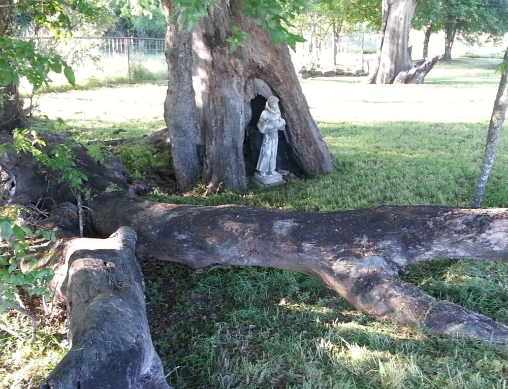 Become a Tree When You Die: Eco-Friendly Burials
