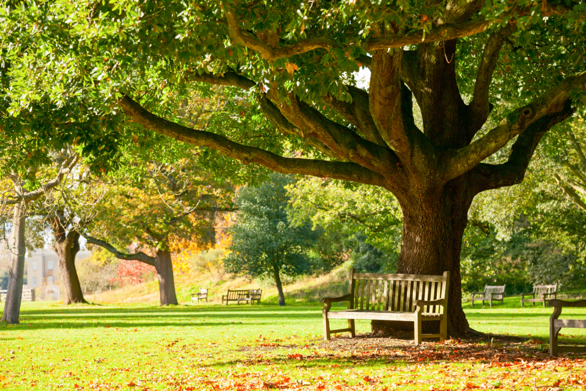 Become a Tree When You Die: Eco-Friendly Burials